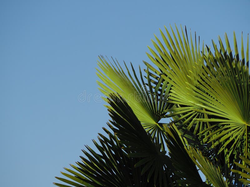 Palm Tree Over Blue Sky Background Stock Image - Image of palm ...
