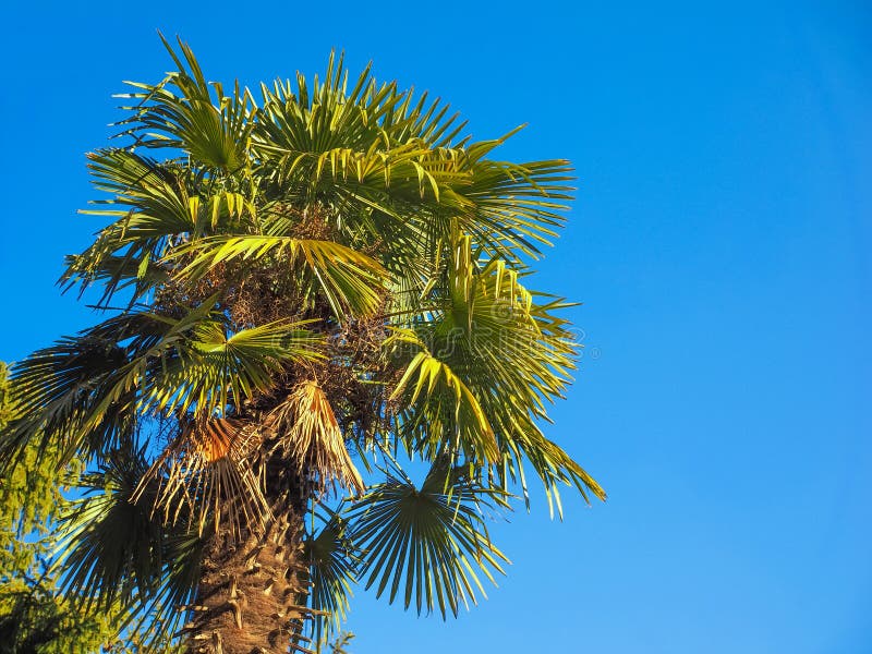 Palm Tree Over Blue Sky with Copy Space Stock Photo - Image of space ...