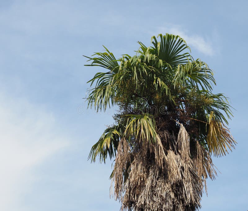 Palm Tree Over Blue Sky Copy Space Stock Photo - Image of plants ...
