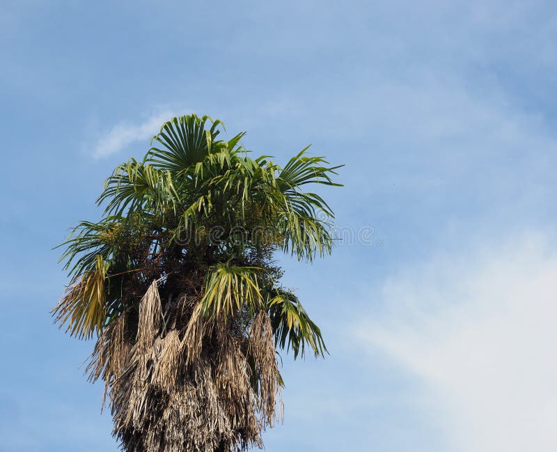 Palm Tree Over Blue Sky Copy Space Stock Image - Image of natural ...