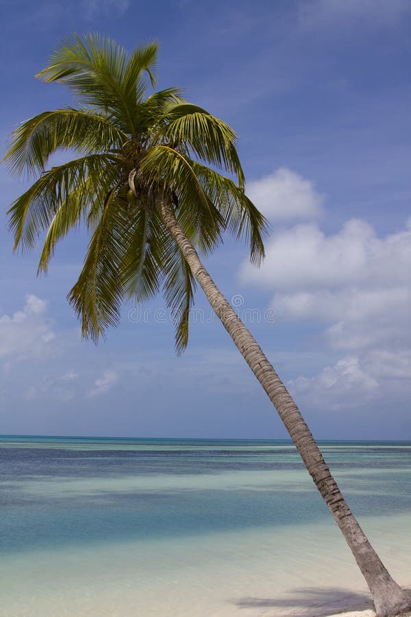 Palm tree over water stock image. Image of ocean, coconut - 19215325