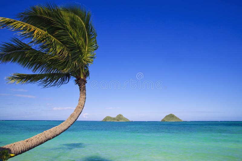 Palm tree over the ocean stock image. Image of blue, ocean - 11519533
