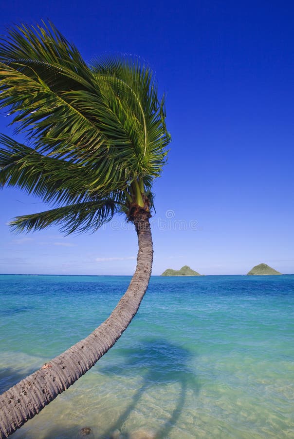 Palm tree over the ocean stock photo. Image of coconut - 11519538