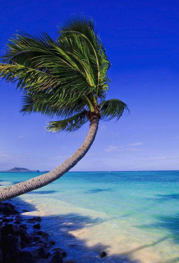 Palm tree over the ocean stock photo. Image of ocean - 11519556