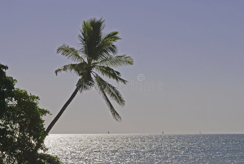 Palm Tree Over the Pacific Ocean Stock Photo - Image of tropical ...
