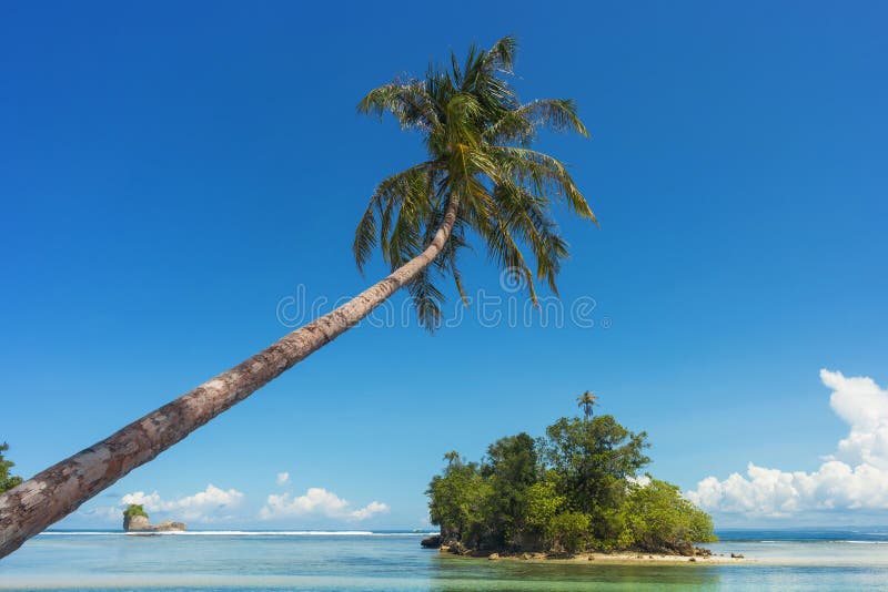 Palm Tree Over a Tropical Beach Stock Photo - Image of great, paradise ...
