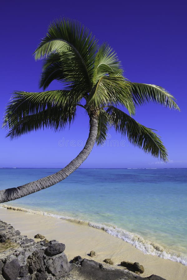Palm tree over the ocean stock photo. Image of ocean - 11519556