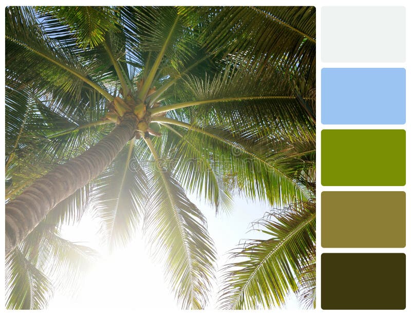 Palm Tree with Palette Color Swatches Stock Image - Image of guide ...
