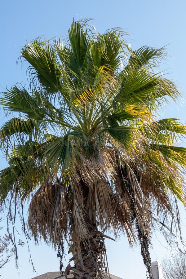 Palm Tree stock image. Image of texas, palmtree, green - 208818881
