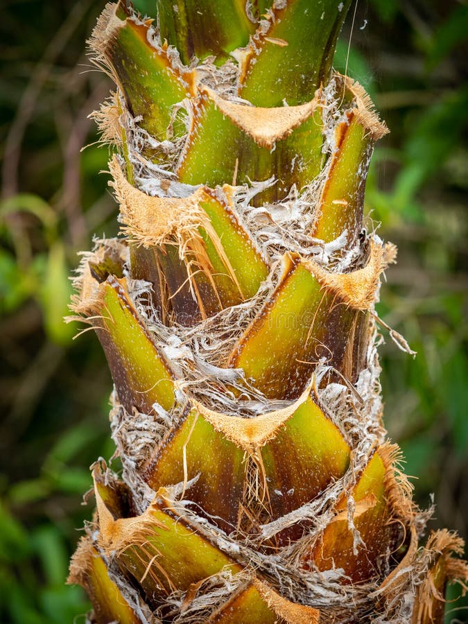 Palm Tree in Palma De Mallorca Stock Image - Image of plant, palm ...