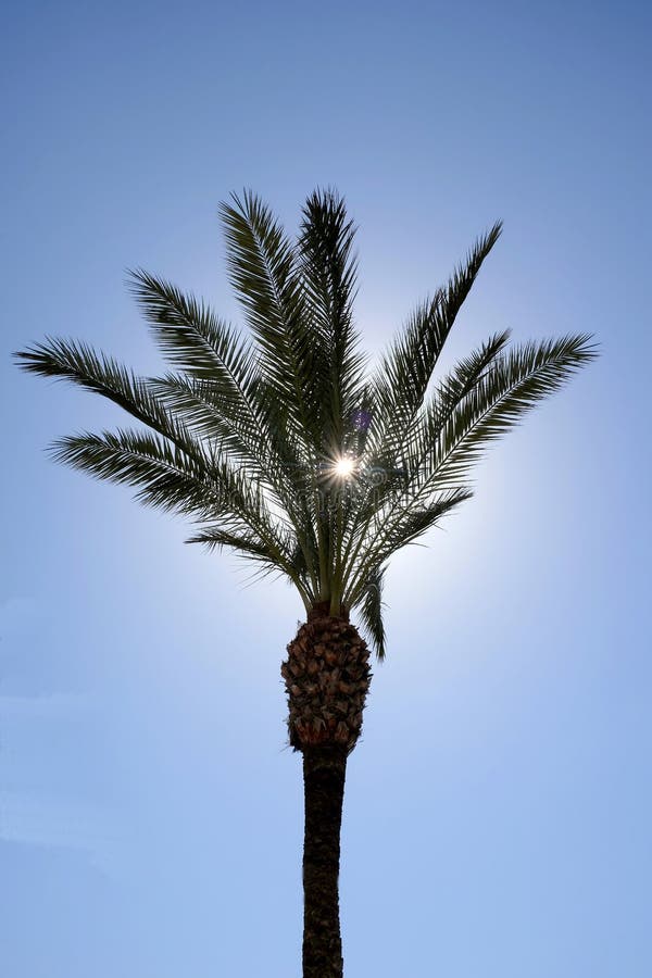 Palm tree Paradise. stock photo. Image of shade, protection - 112838670