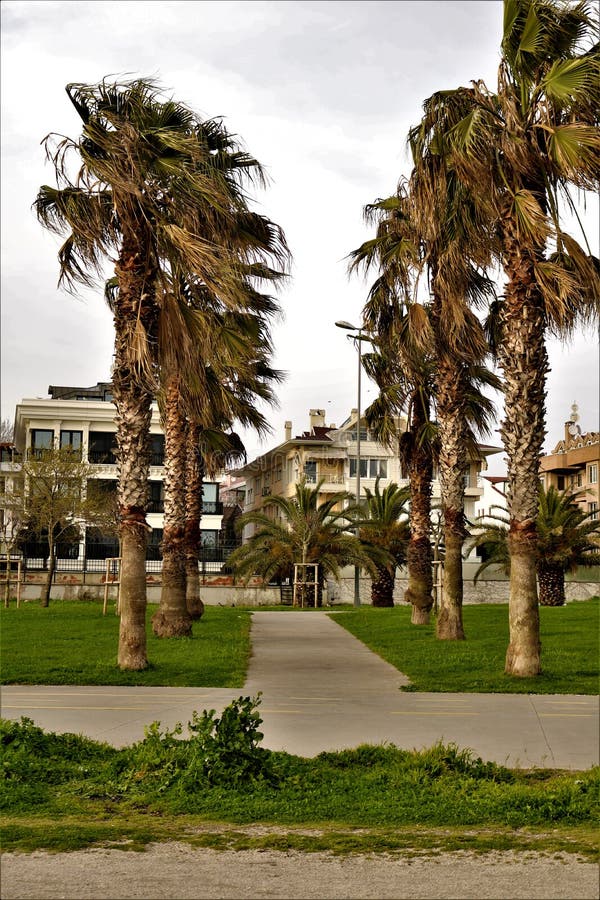 Palm tree in the park stock image. Image of tree, yesilkoy - 128778423