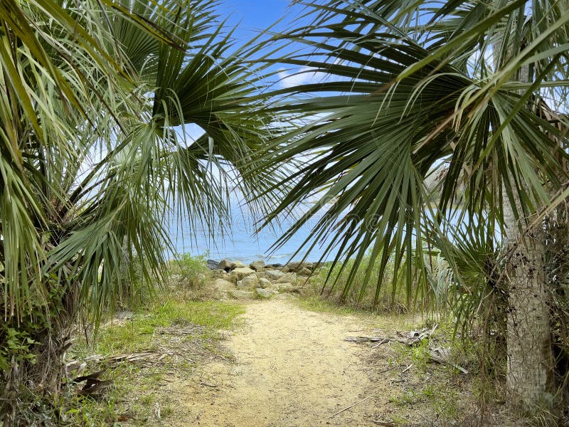 Palm Tree Path with Water and Blue Sky in Background Stock Photo ...