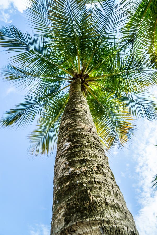 Palm Tree Perspective from Below Stock Image - Image of leaf, blue ...