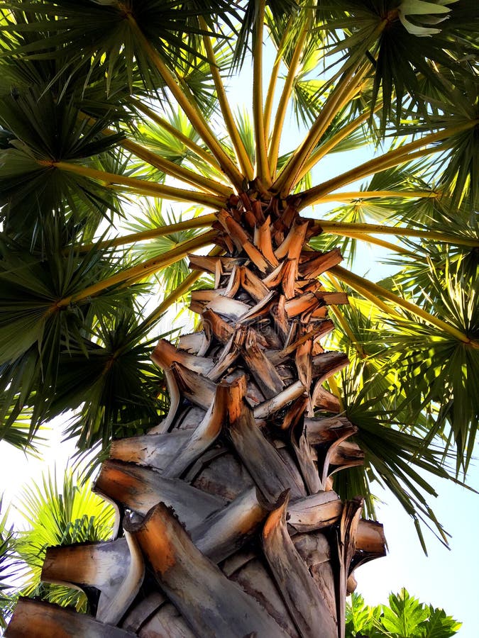 Palm Tree Perspective stock image. Image of island, summer - 101073639