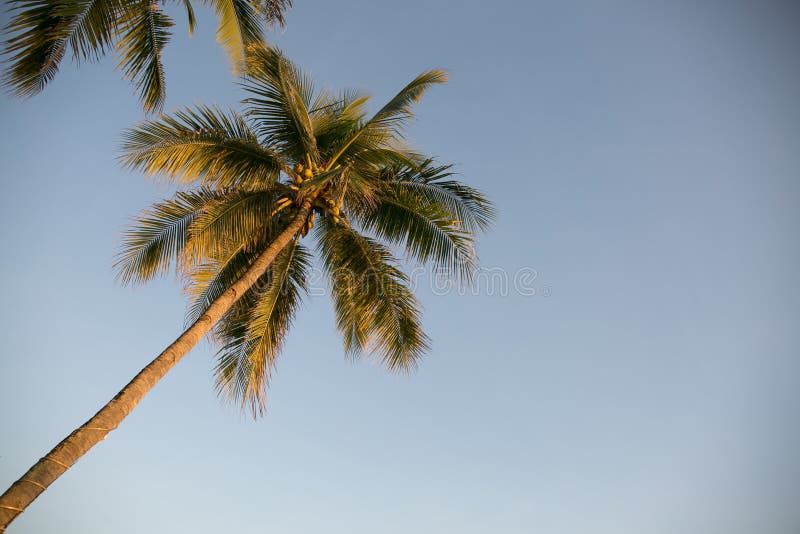 Palm tree perspective stock photo. Image of tourism - 181489312