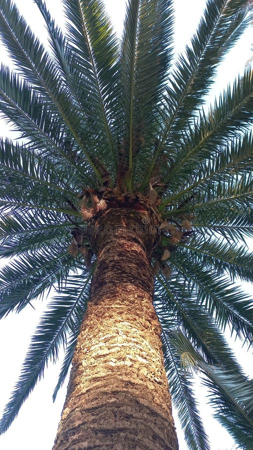 Palm Tree Photographed from Below Stock Photo - Image of photographed ...