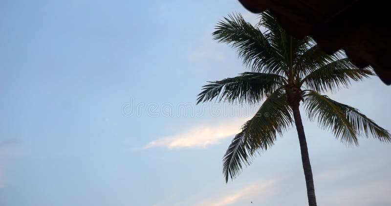 Palm Tree and Ceiling Against Blue Sky Stock Photo - Image of clouds ...