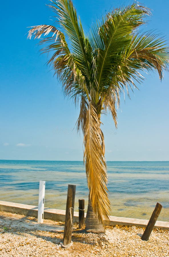 Palm tree on Pine Island stock image. Image of relaxing - 62693345