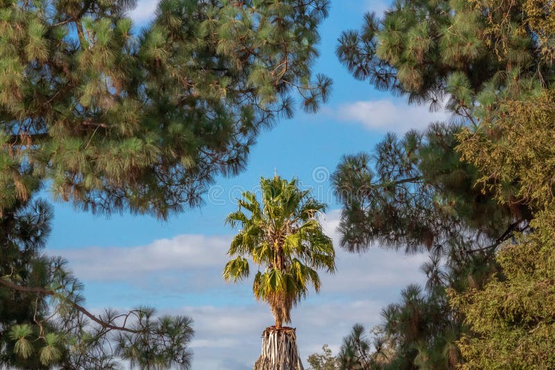 A Palm Tree through Pine Trees, California Stock Photo - Image of green ...