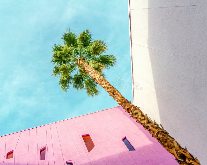 Palm Tree with Pink and White Walls in Palm Springs, California Stock ...