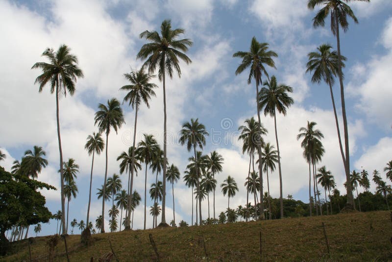 Palm tree plantation stock photo. Image of plantation - 1051832