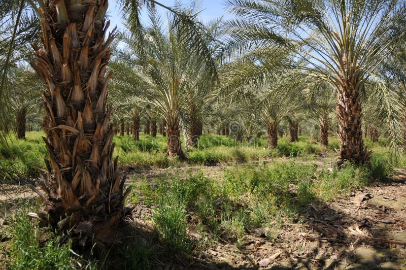 Palm tree plantation stock image. Image of plantation - 8816825