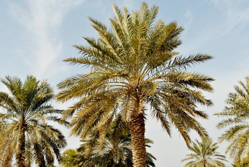 Palm Tree Plantation on a Sunny Day Stock Image - Image of manama ...