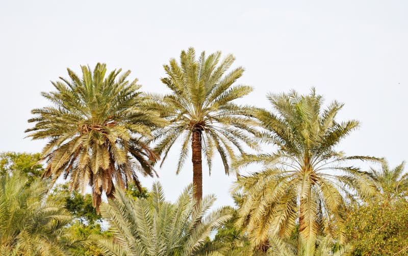 Al Khamis Mosque in Nice Clear Blue Sky, Bahrain Stock Image - Image of ...
