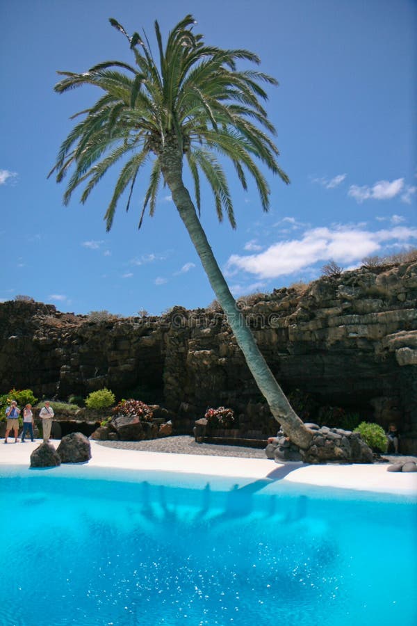 Palm Tree by the Pool stock photo. Image of relaxing, polynesia - 5226236