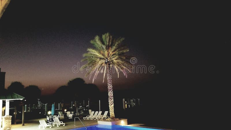 Palm Tree by Pool at Night stock photo. Image of pool - 161299936