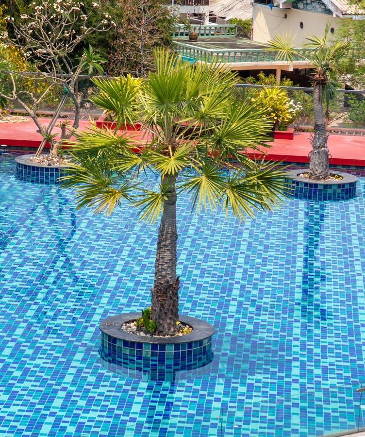 Palm Tree by the Pool in the Tropics Stock Image - Image of leisure ...
