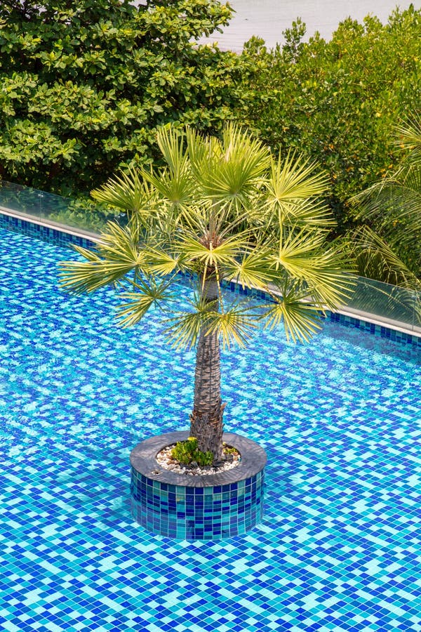 Palm Tree by the Pool in the Tropics Stock Photo - Image of beach ...