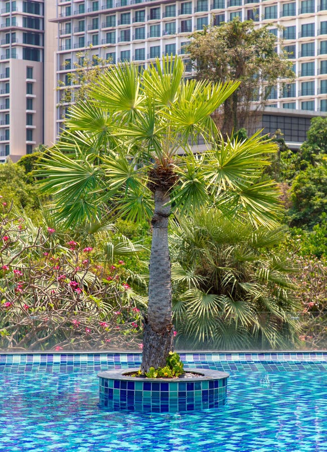 Palm Tree by the Pool in the Tropics Stock Image - Image of palm ...