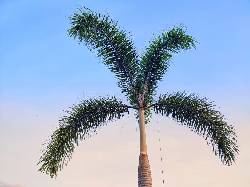 Palm Tree Portrait with the Gradation of the Morning Sky Stock Image ...