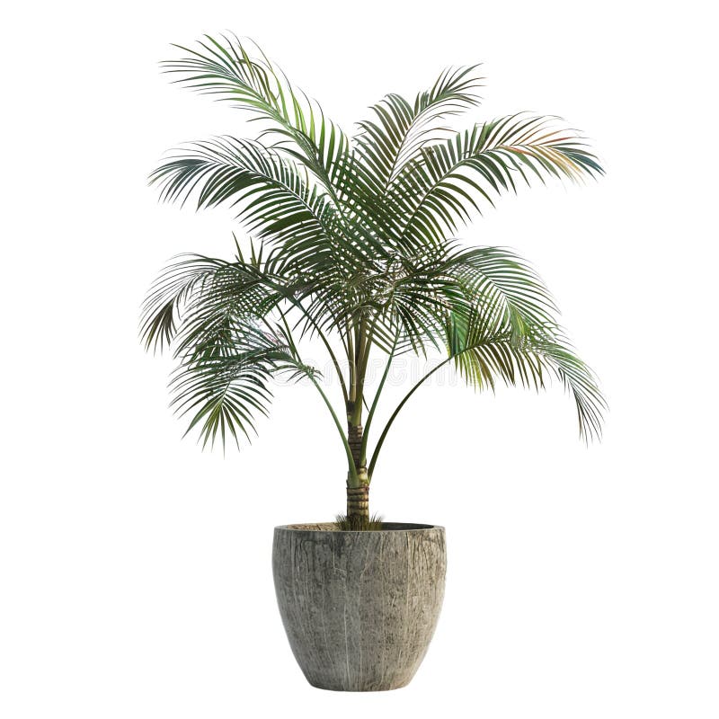 Palm Tree in a Pot stock photo. Illustration of container - 349334290