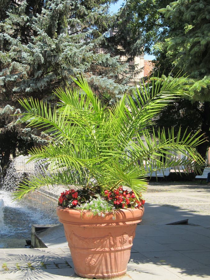 Palm stock image. Image of background, base, tree, flower - 56551743