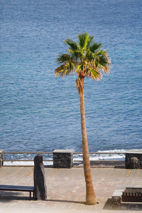 Palm Tree on Promenade Coastline, Blue Ocean Background Stock Photo ...