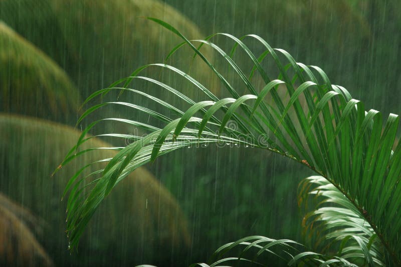 19,776 Palm Tree Rain Stock Photos - Free & Royalty-Free Stock Photos ...