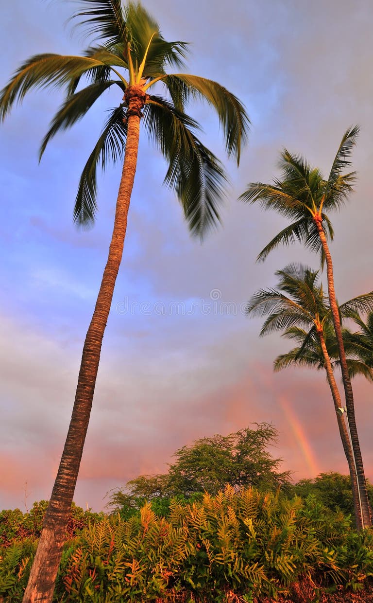 2,697 Rainbow Palm Tree Stock Photos - Free & Royalty-Free Stock Photos ...