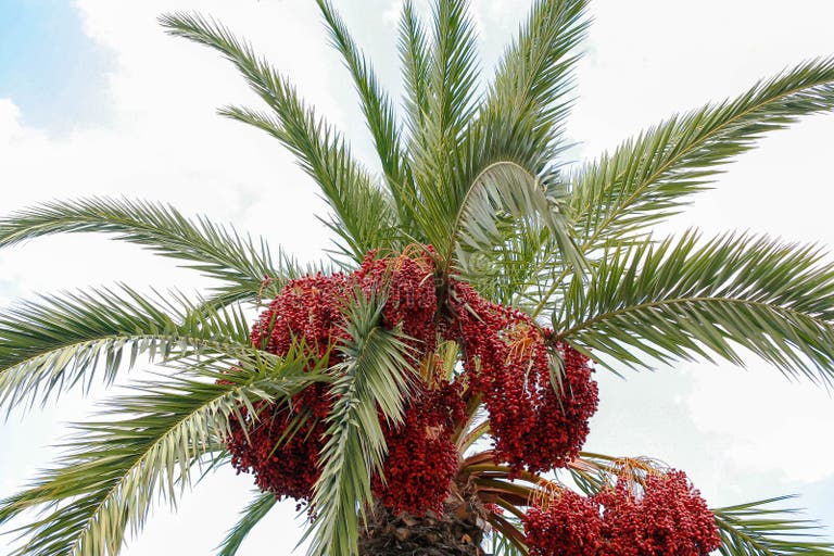 Palm Tree with Red Dates Hanging from Branches Against White Clouded ...