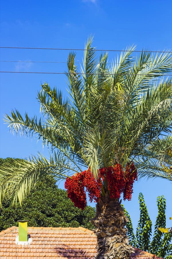 Palm tree with red dates stock image. Image of arabian - 120166761