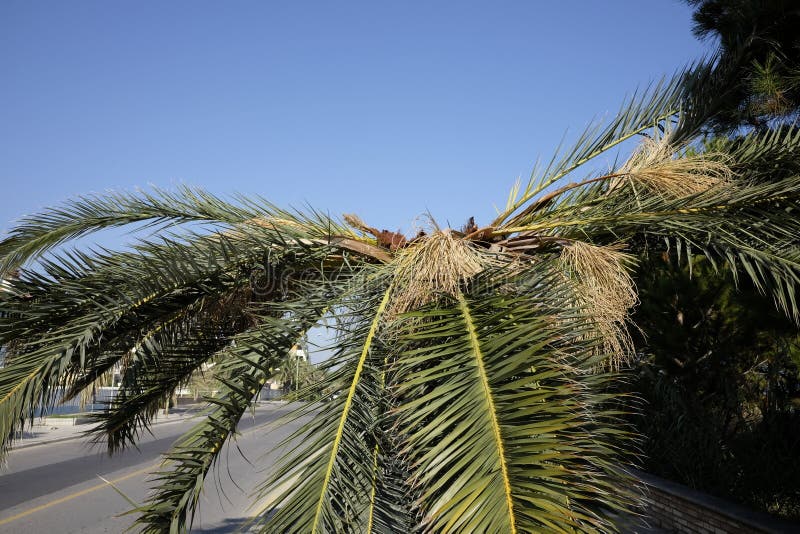 Palm tree stock photo. Image of solution, punch, trees - 101232252