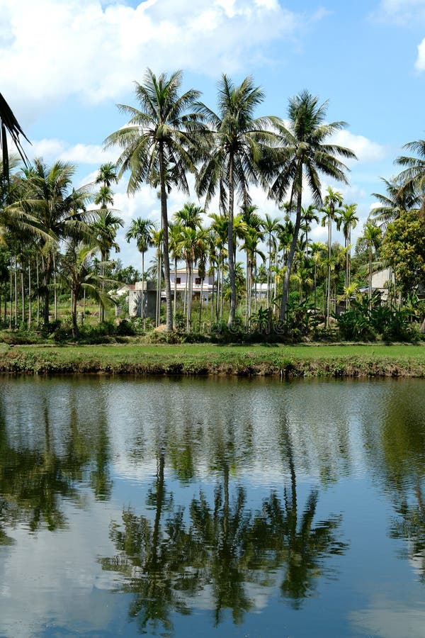 Palm tree reflection stock photo. Image of vietnam, palm - 1204620