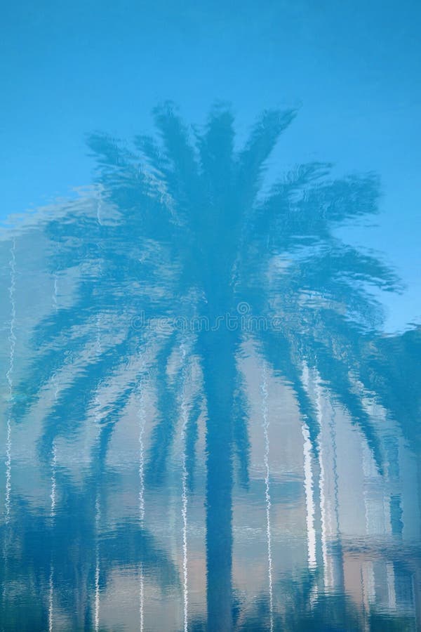Palm Tree Reflection stock photo. Image of summer, beach - 1564096