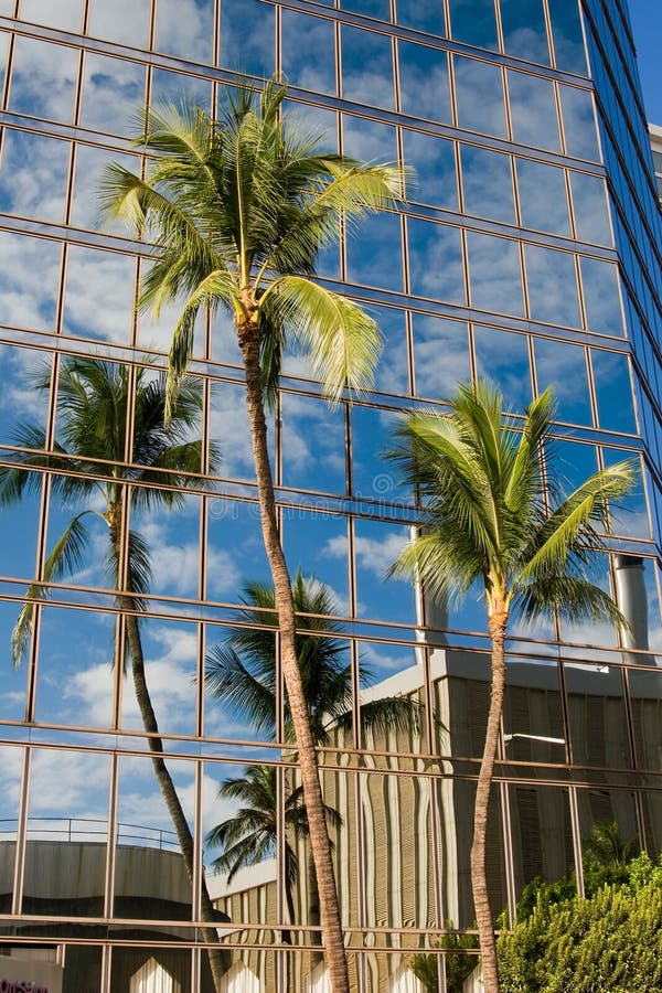 Palm Tree Reflection stock image. Image of office, business - 2886455