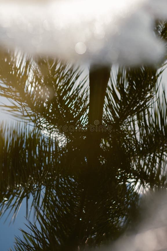 12,081 Liquid Mirror Reflection Stock Photos - Free & Royalty-Free ...