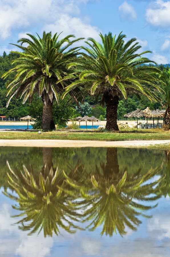 Palm Tree Reflection in a Puddle after Summer Storm Stock Image - Image ...