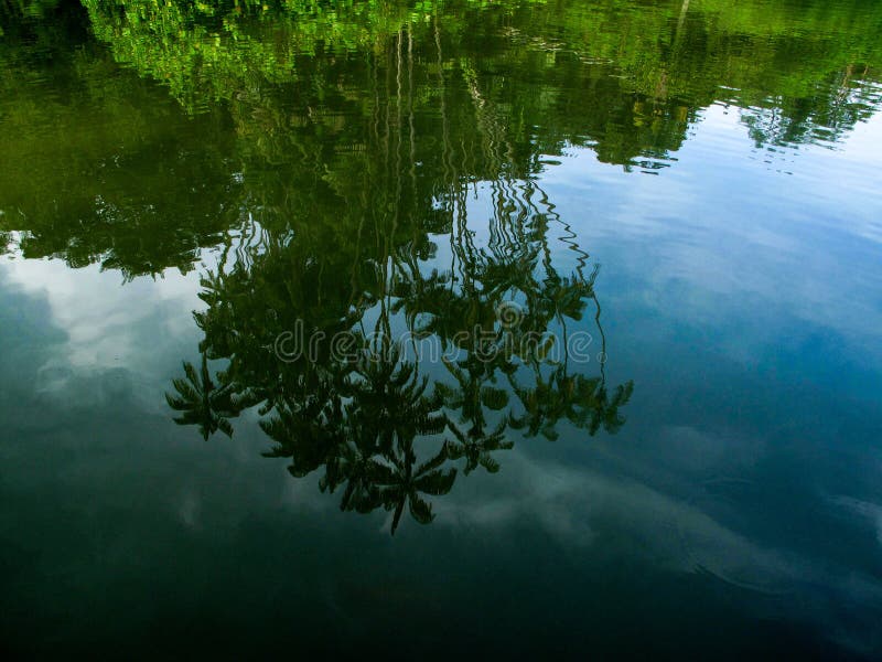 Palm Tree Reflection on River Stock Photo - Image of palm, ripples ...