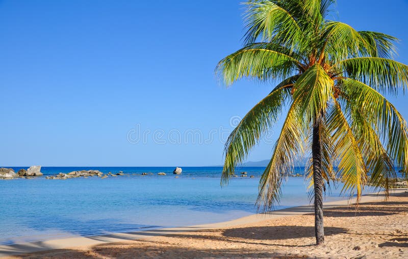 Palm Tree on Caribbean Beach Stock Photo - Image of blue, caribbean ...